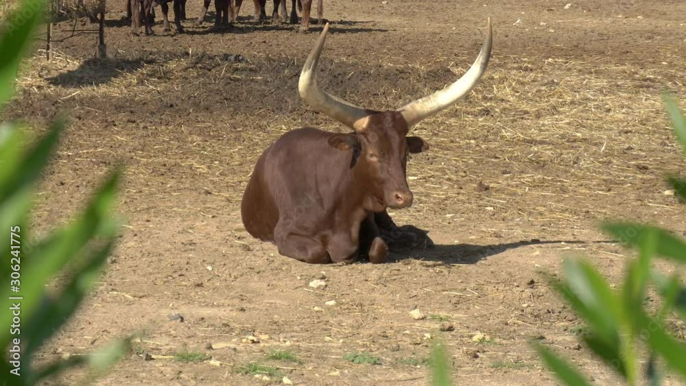 African cow lies on the ground. View of the cow from behind the bush ...