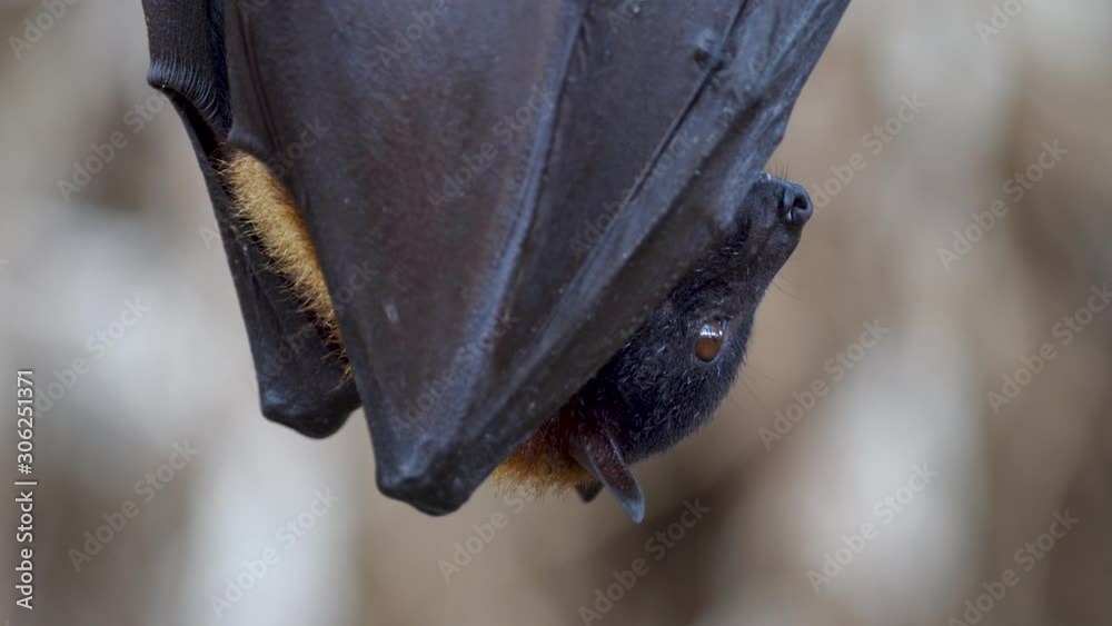 A large flying fox hanging upside down eating a piece of fruit wrapped ...