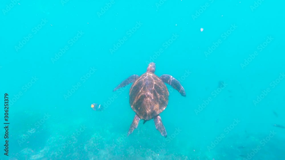 Cute turtle swimming underwater in clear blue ocean sea. Beautiful ...