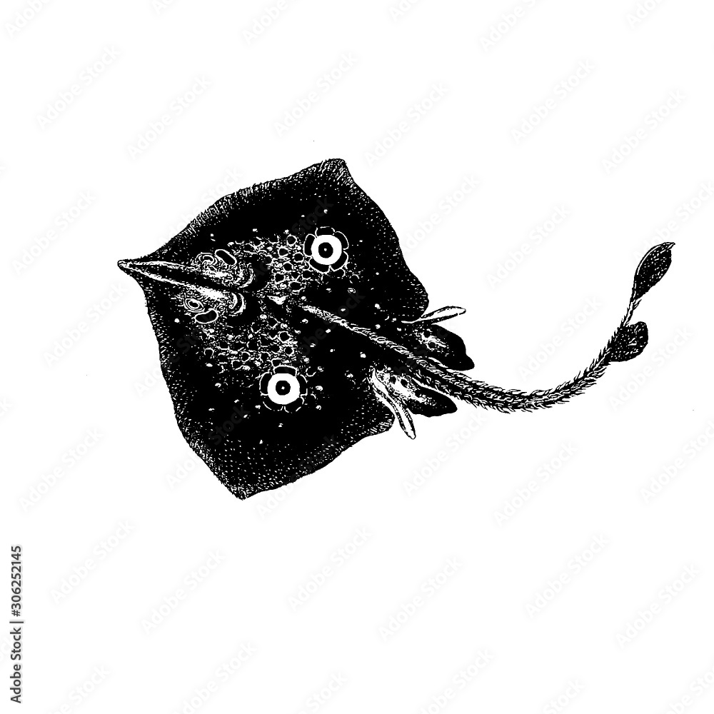 Vector Illustration of Stingray Fish Stock Vector | Adobe Stock