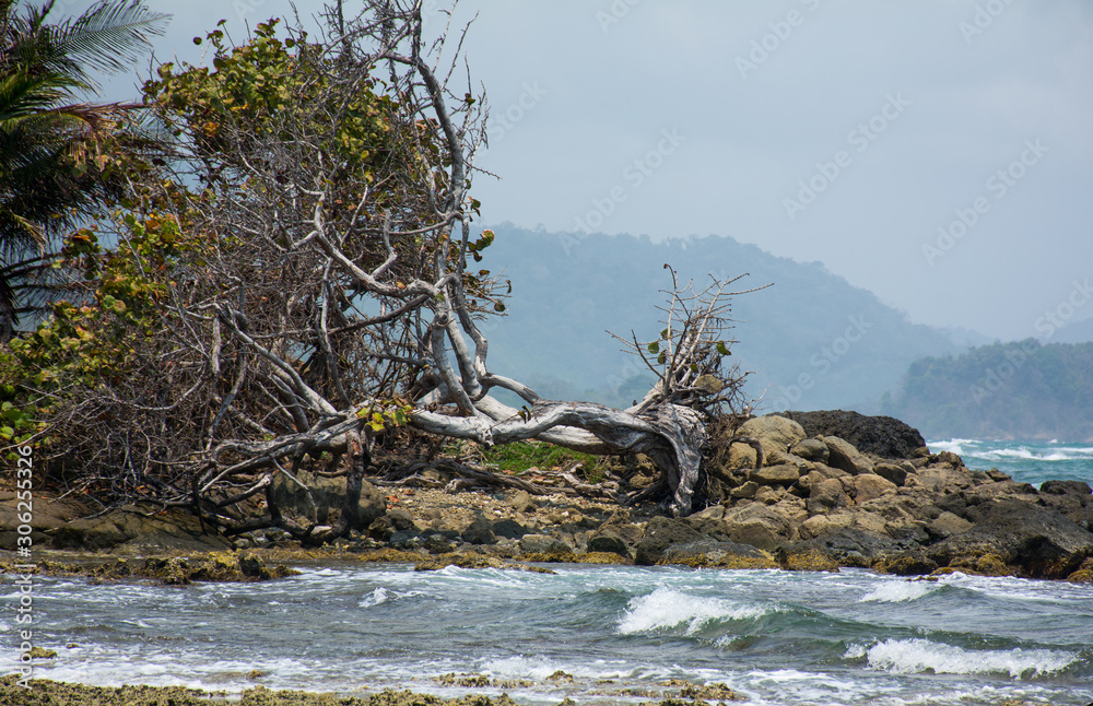 Stockfoto Arbol caido Playa soledad capurgana choco | Adobe Stock