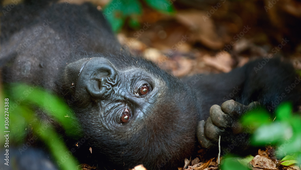 Portrait of a western lowland gorilla (Gorilla gorilla gorilla) close ...