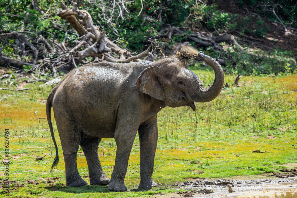 Elephant spraying dirt and water on itself from its trunk.. The adult ...