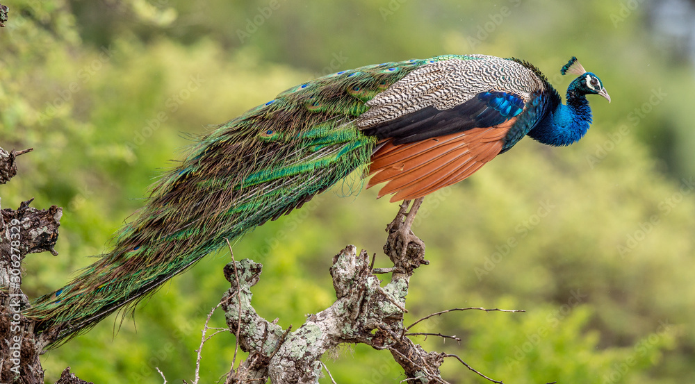 Indian Peacock Images