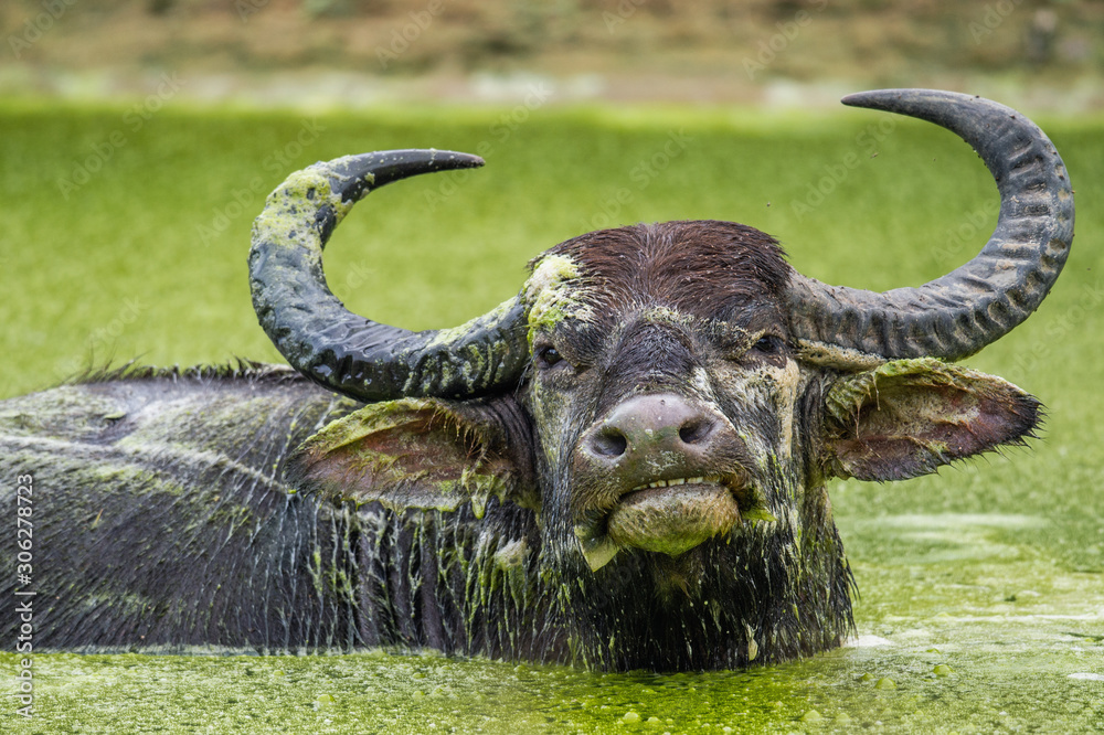 Refreshment of Water buffalo. Male water buffalo bathing in the pond in ...