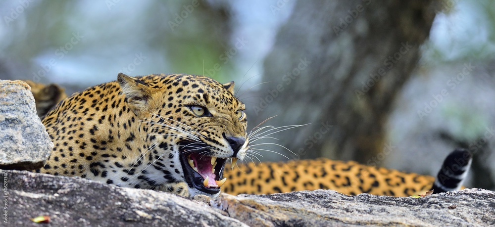 Leopard roaring. Leopard on a stone. The Sri Lankan leopard (Panthera ...