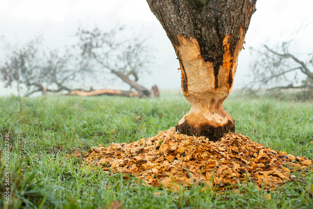 Beavers have severely damaged and felled apple trees on a plantation ...
