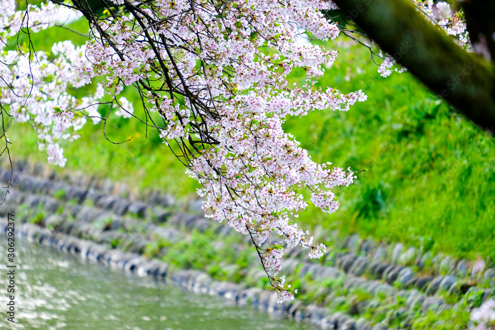 Pink sakura cherry blossom branch full bloom on blur the green grass ...