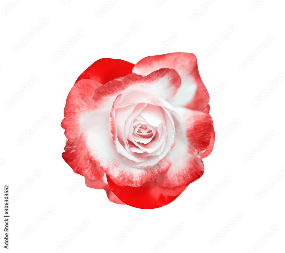 White Roses With Red Edges