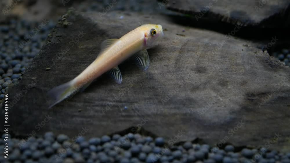 Siamese algae eater is a species of freshwater fish in the carp family ...