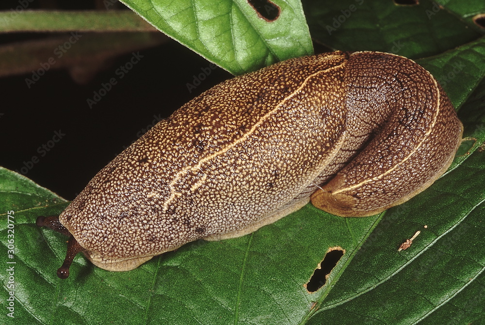 Slug. Family: Mollusc. A slug is a Gastropod without a shell. This ...