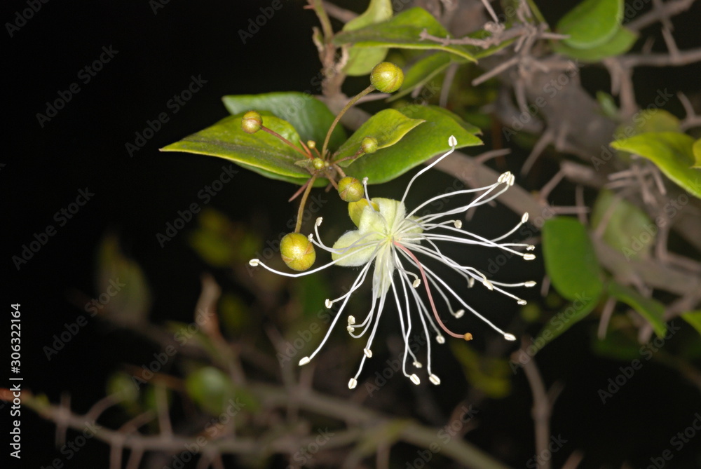 Flower of Capparis rotundifolia, Round Leaf Caper. A spiny shrub from ...