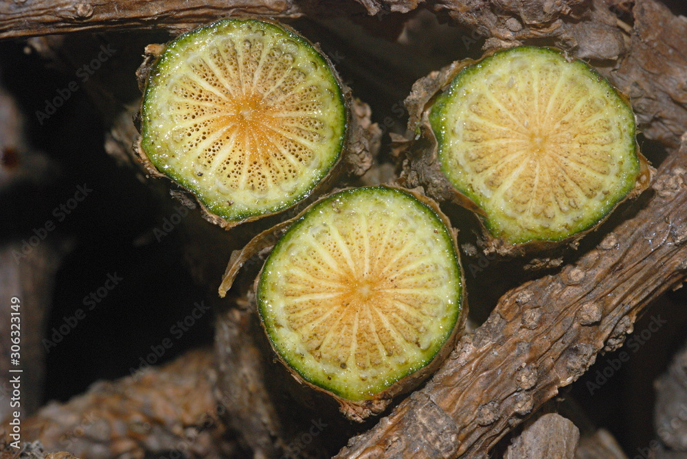 Cross section of the stem of Tinospora cordifolia, Gulbel. This climber ...