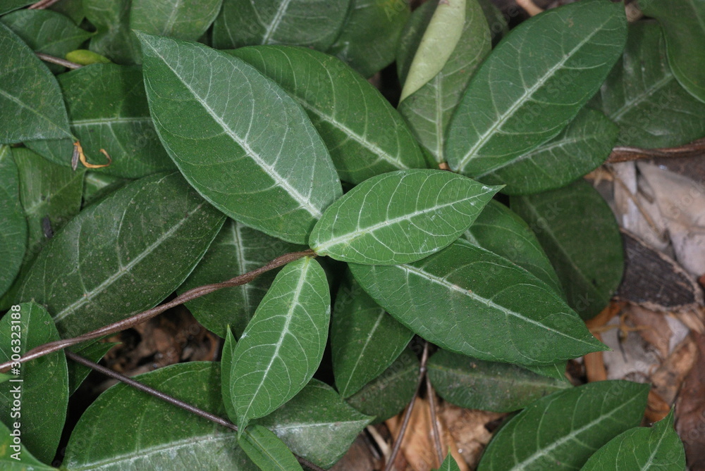 Leaves of Hemidesmus indicus, Ananta-mula. The roots of this plant are ...