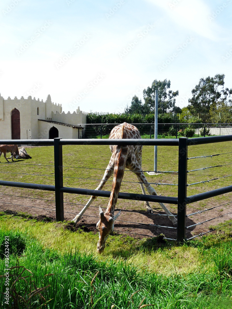 One giraffe pose with front paws wide open and the neck inside the ...