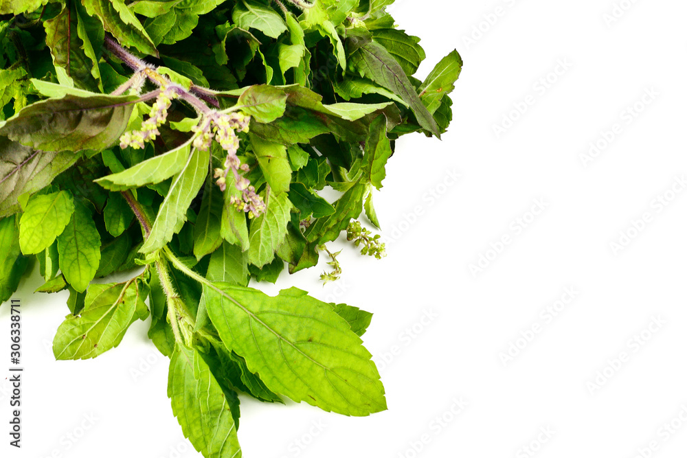 Holy Basil , Ocimum sanctum, Ocimum tenuiflorum ,or tulsi leaves ...