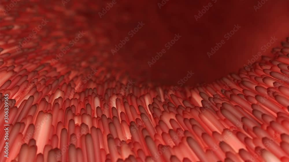 Realistic red villi inside the intestines under the microscope ...