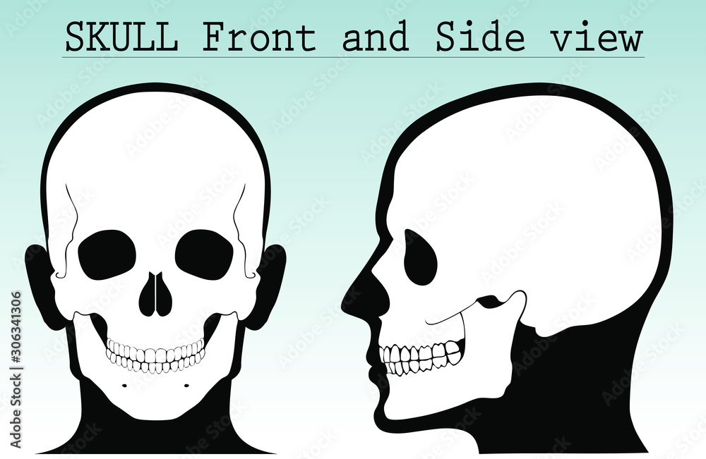 Human Skull Front And Side