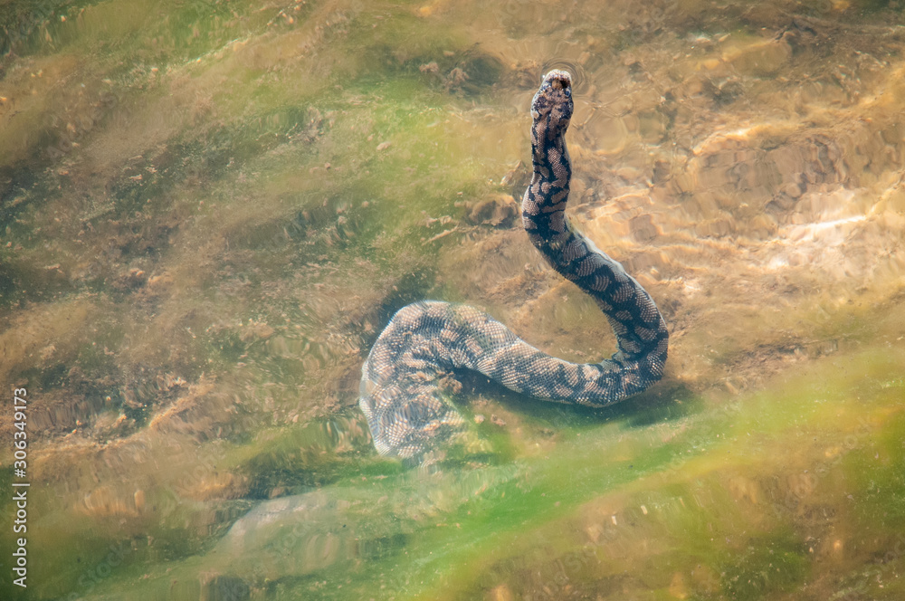 Acrochordus Arafurae Northern Australian Aquatic File Snake foto de ...