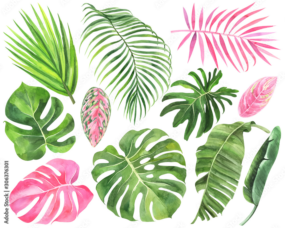 Set of palm, monstera, banana leaves of tropical forests on an isolated ...