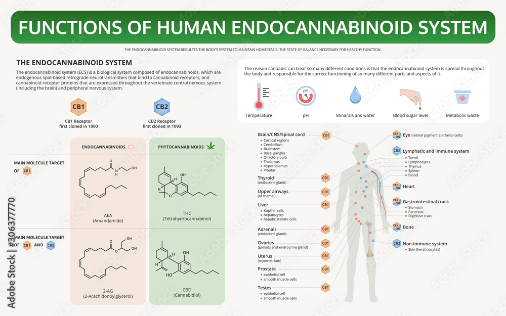 Functions of Human Endocannabinoid System horizontal textbook ...