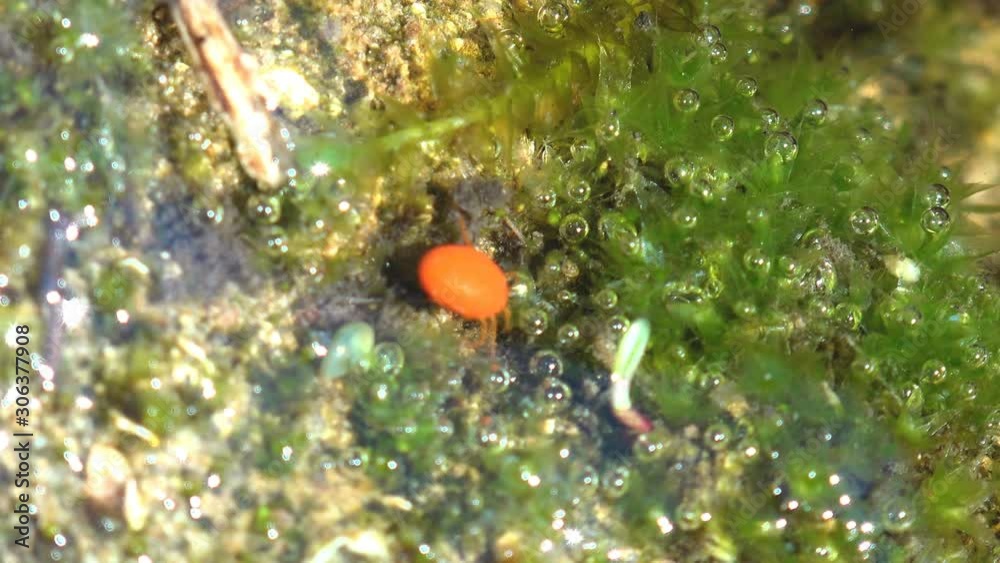 Hydrachna is genus of mites in family Hydrachnidae, sole genus of ...