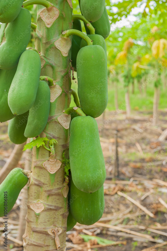 Papaya tree, Papaya tree farm, Papaya tree farm from Thailand country ...
