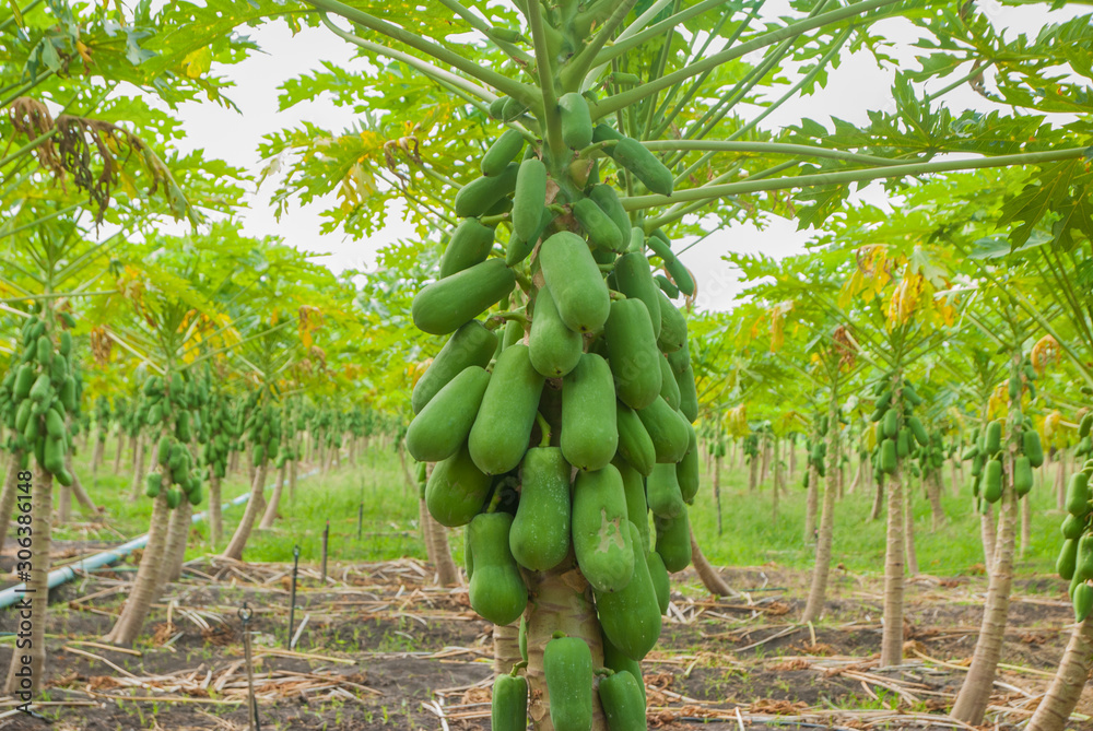 Papaya tree, Papaya tree farm, Papaya tree farm from Thailand country ...