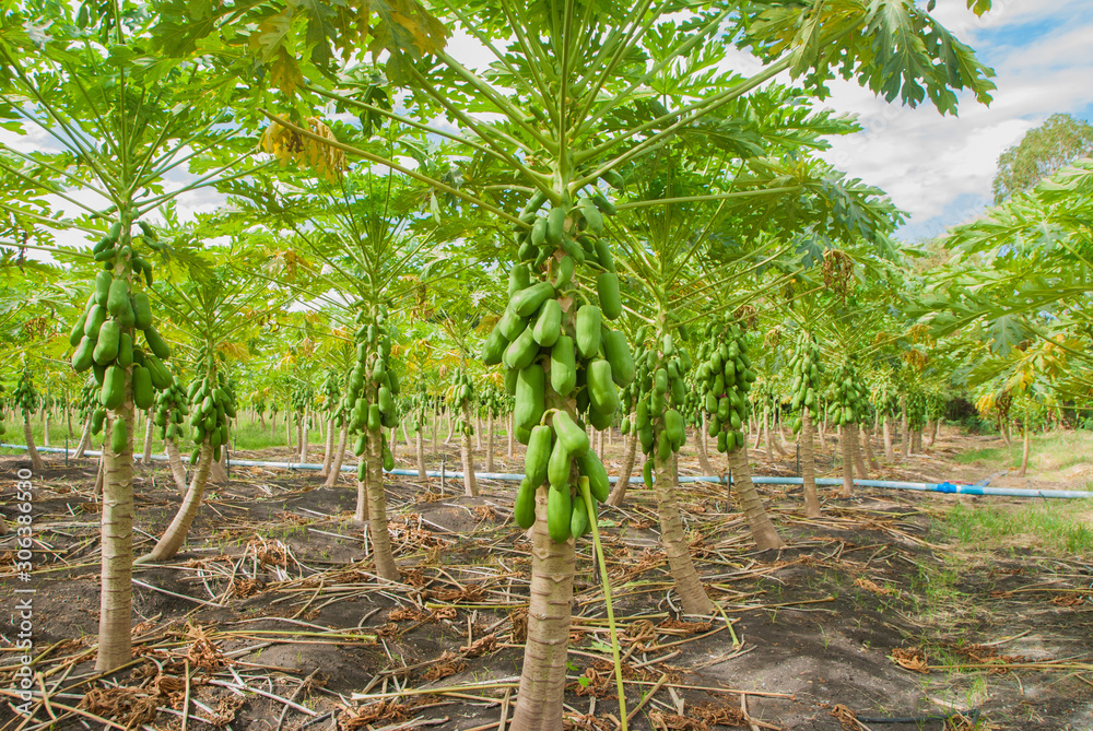 Papaya tree, Papaya tree farm, Papaya tree farm from Thailand country ...