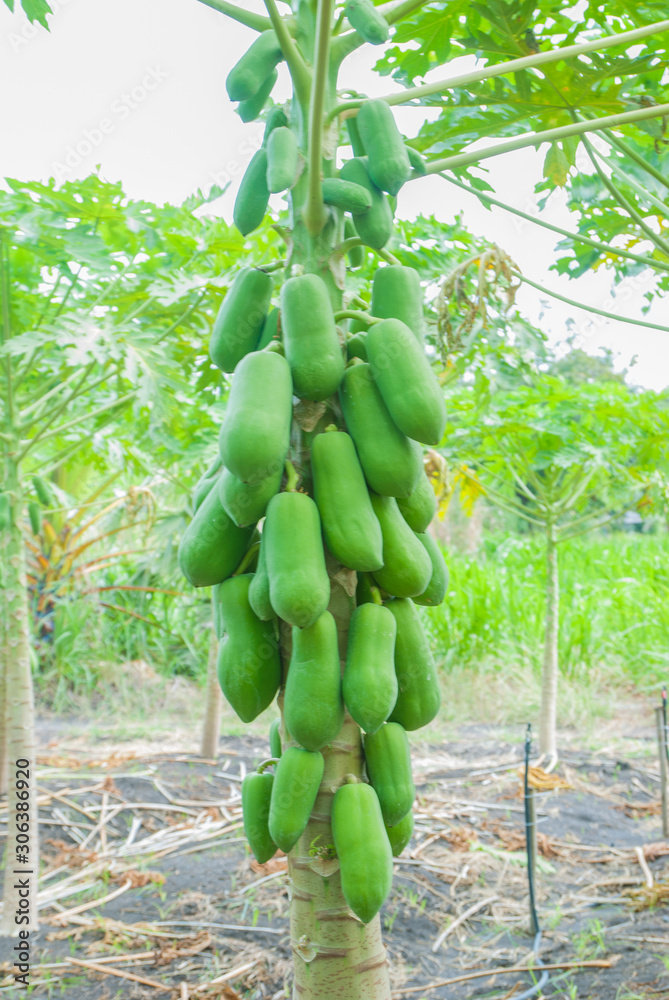 Papaya Farming In Thailand