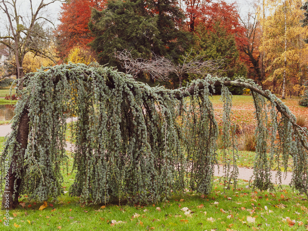 Cedrus atlantica 'Glauca pendula' ou cèdre bleu de l'Atlas pleureur et ...