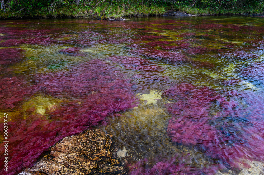 The rainbow river or five colors river is in Colombia one of the most ...