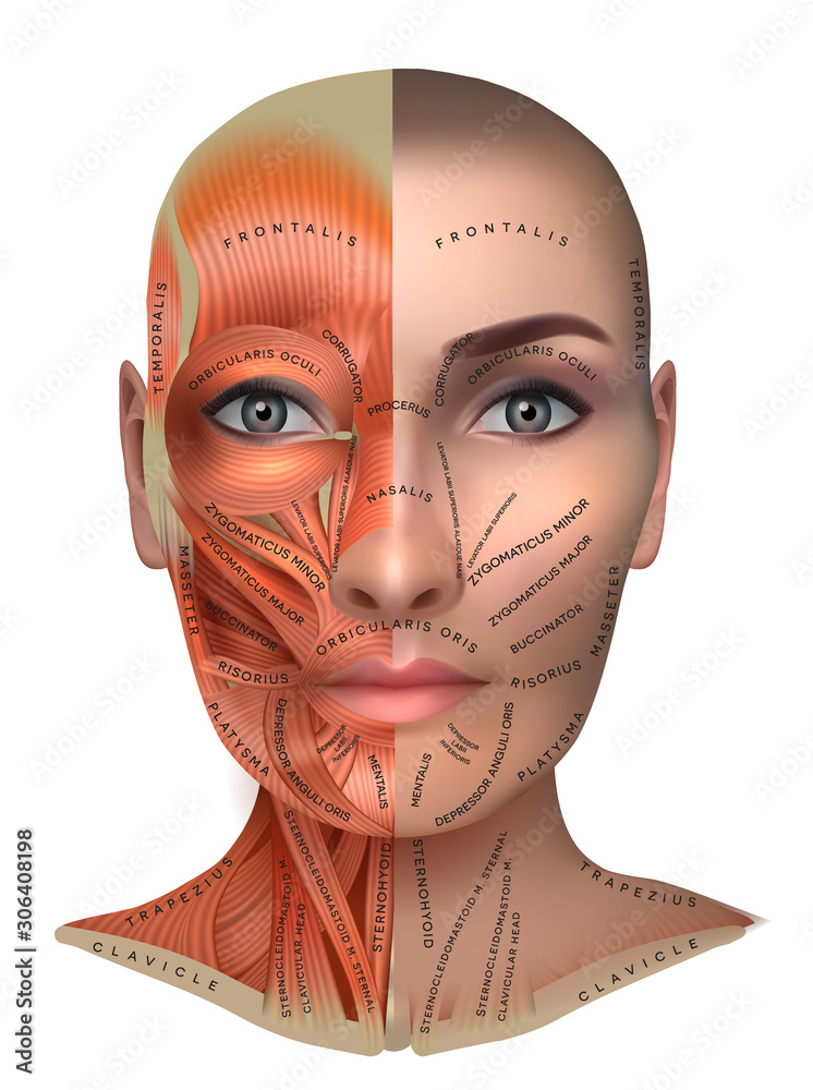 Muscles structure of the female face and neck, half of the face muscles ...