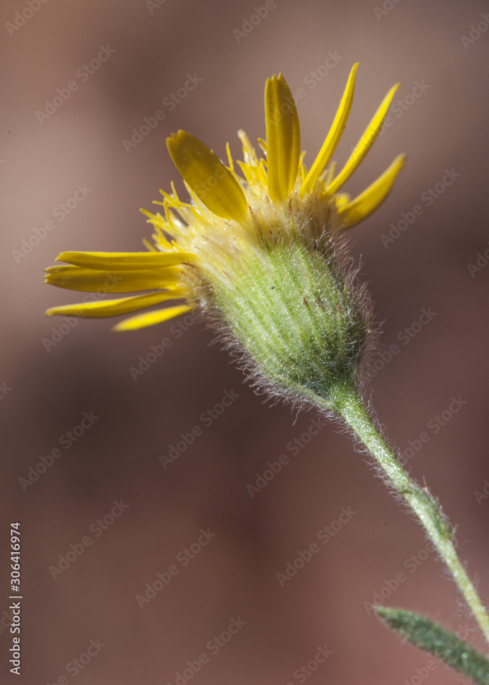 Dittrichia graveolens stinkwort or stinking fleabane plant of the ...