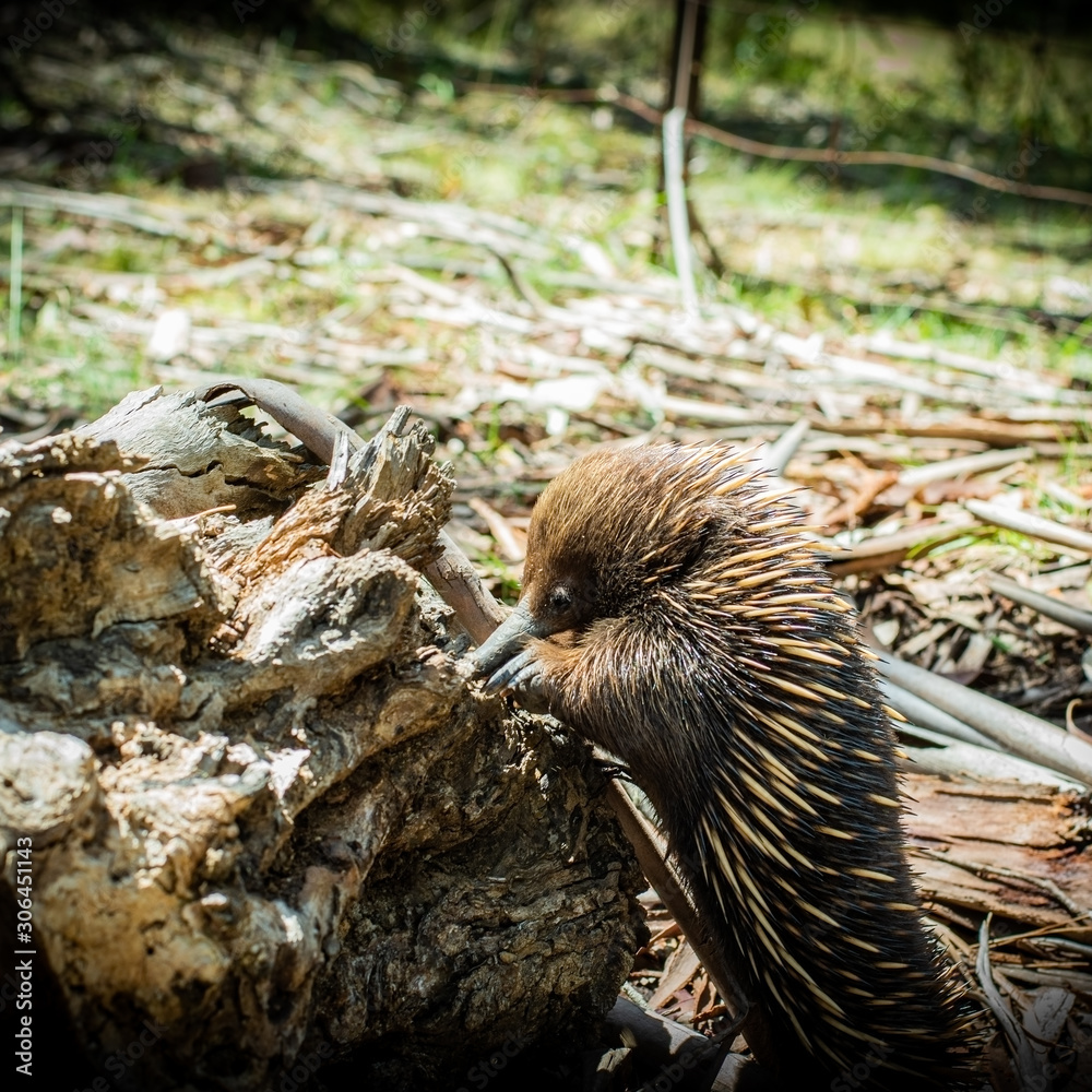 Echidna Eating