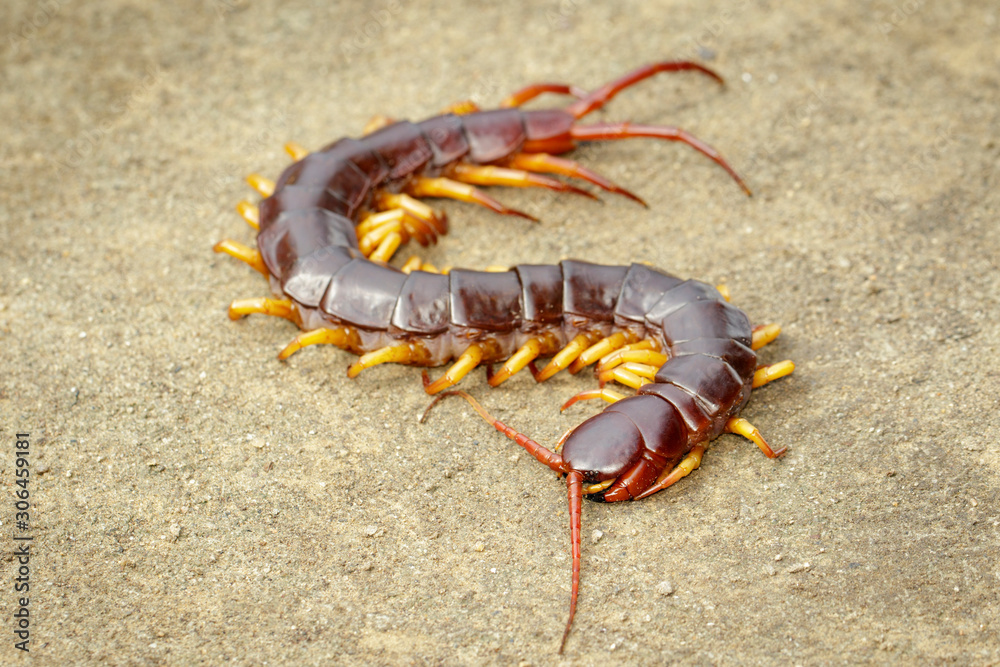Image of centipedes or chilopoda on the ground. Animal. poisonous ...