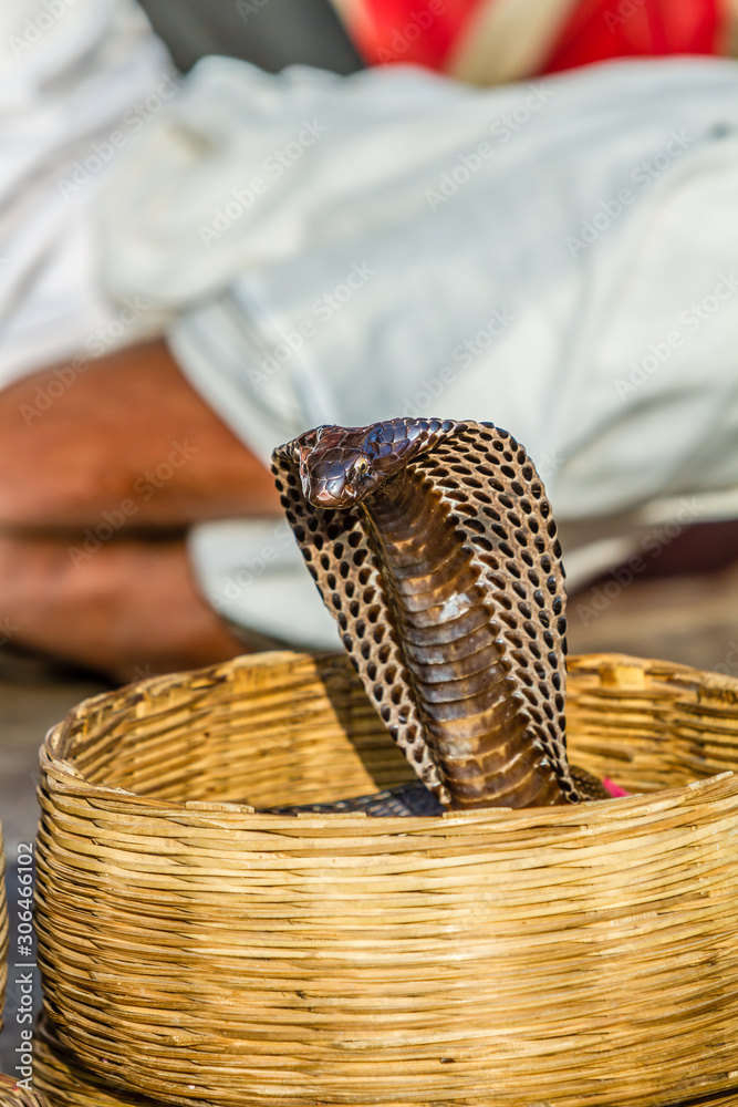 A close up of an Indian Cobra with a snake charmer behind playing a ...