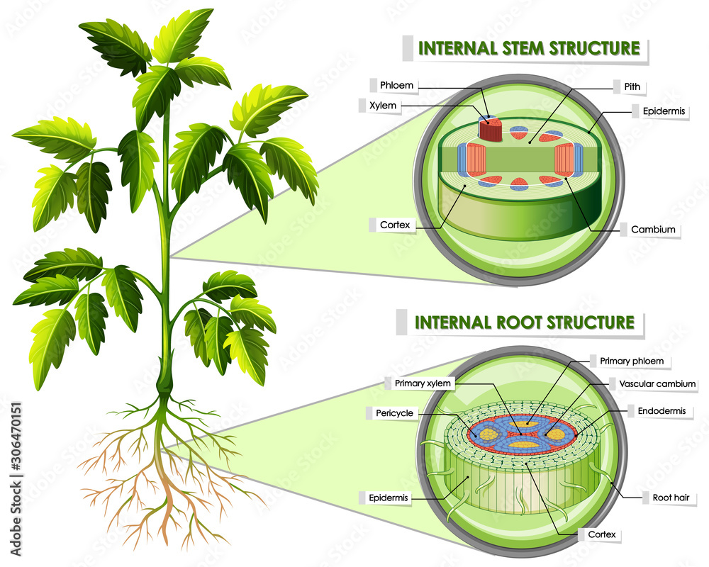 Diagram showing stem and root structure Stock Vector | Adobe Stock