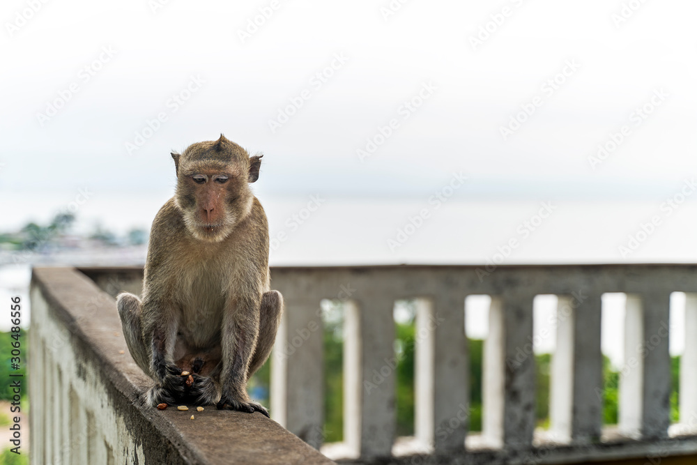 Portrait of single macaque monkey sitting down on cement fence. A ...