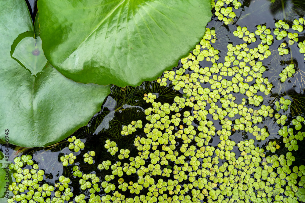 Common Duckweed, Duckweed, Lesser Duckweed, Natural Green Duckweed ...