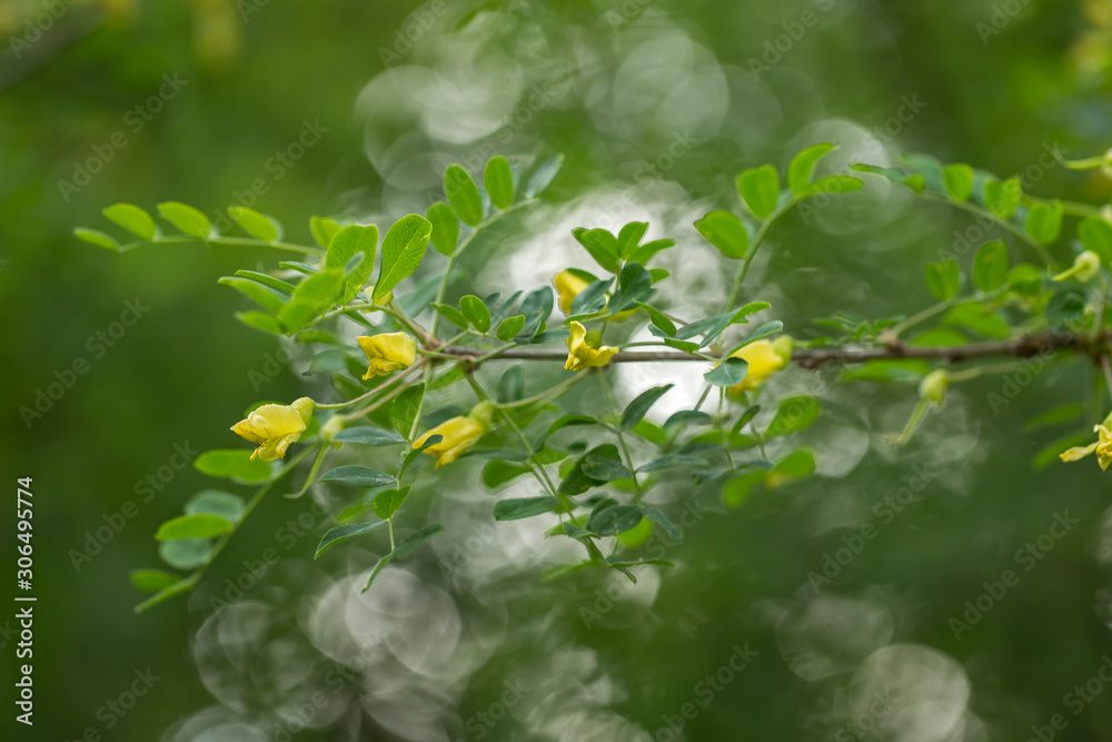 yellow flowers Siberian pea-tree (Caragana arborescens), selective ...