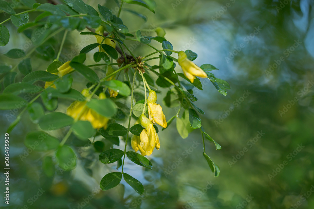 yellow flowers Siberian pea-tree (Caragana arborescens), selective ...