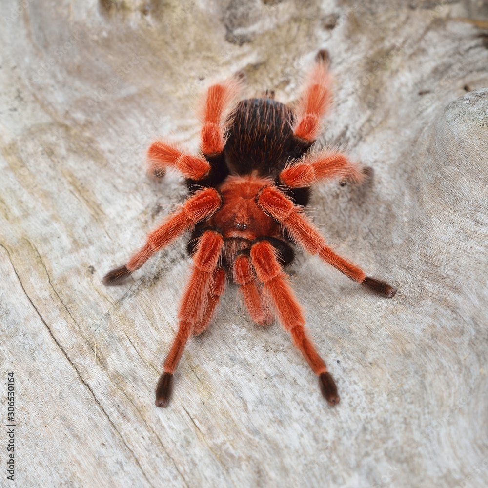 Birdeater tarantula spider Brachypelma boehmei in natural forest ...