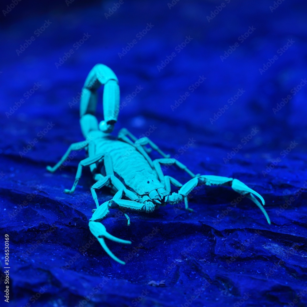 Bright blue scorpion Centruroides gracilis glowing under UV light over ...