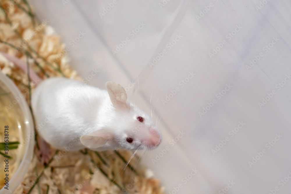 White albino laboratory mouse sitting a plastic box, cute little rodent ...