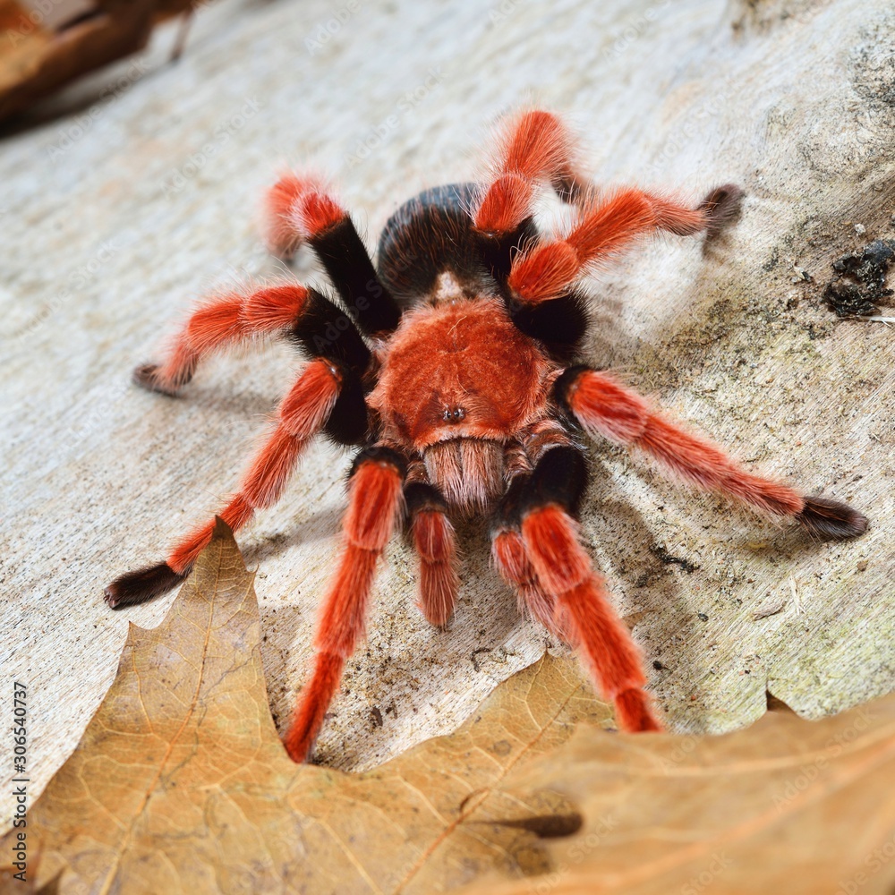 Red Tarantula Spider