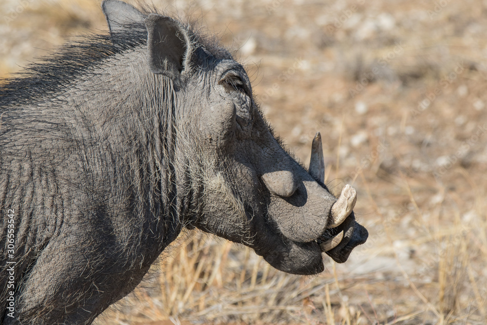 Closeup portrait of common gray warthog with big broken tusks standing ...
