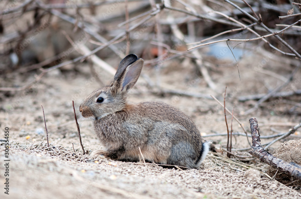hare in natural habit, forest Stock Photo | Adobe Stock