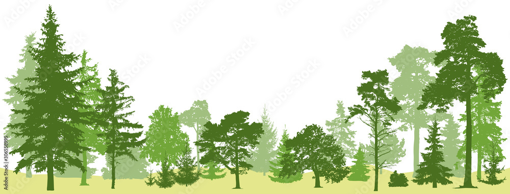 Tree forest vector. Isolated set trees evergreen pine Stock Vector ...