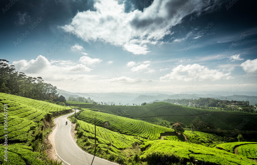 Tea fields estates and plantation in Munnar India Stock Photo | Adobe Stock